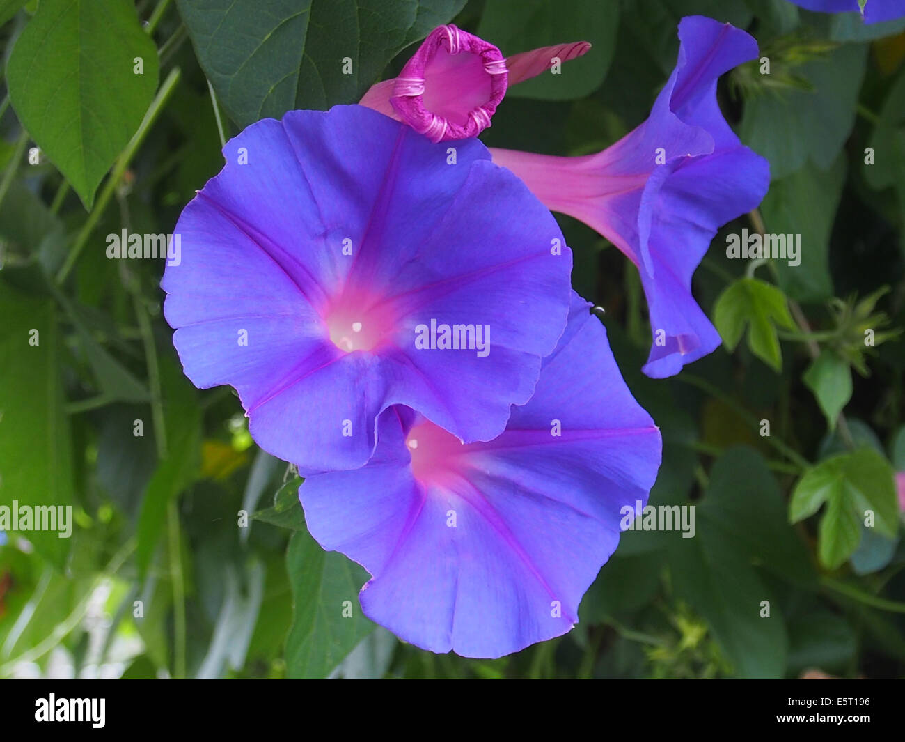 Purple cobaea flower hi-res stock photography and images - Alamy