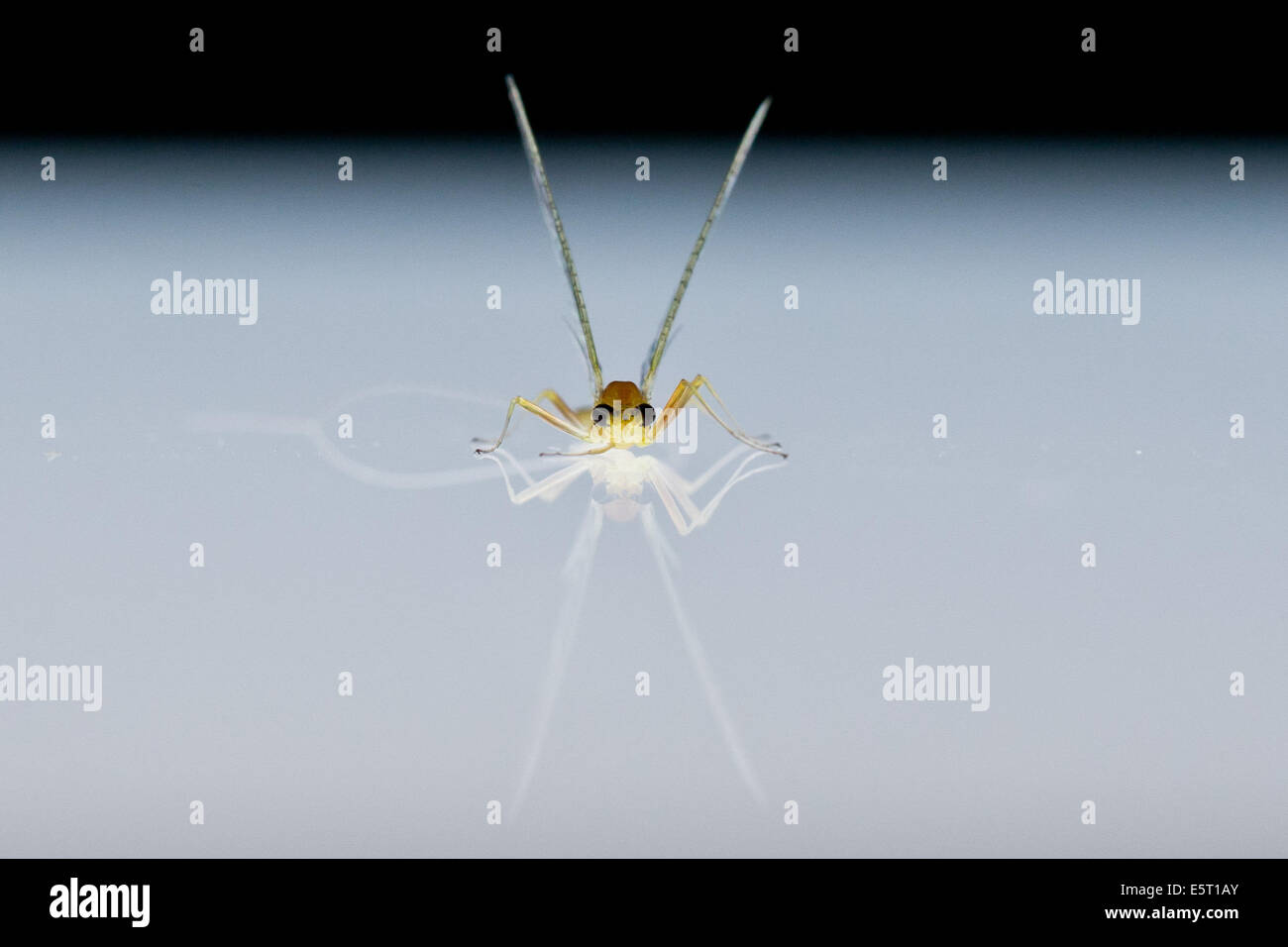 A crane fly (Tipulidae) in the order Ditera on a light table is ...