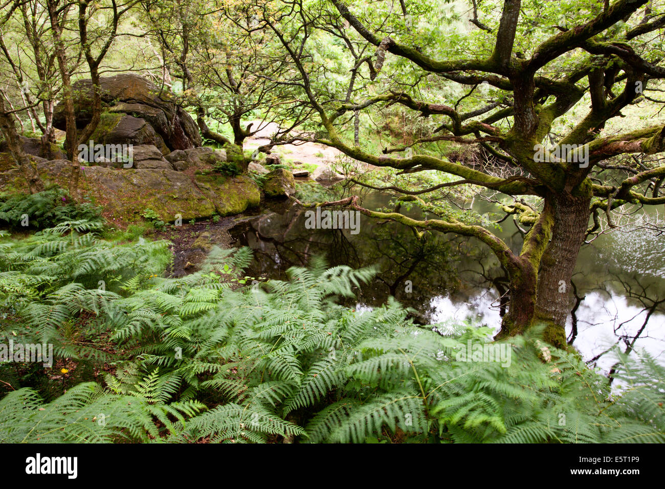 Bracken forest hi-res stock photography and images - Alamy