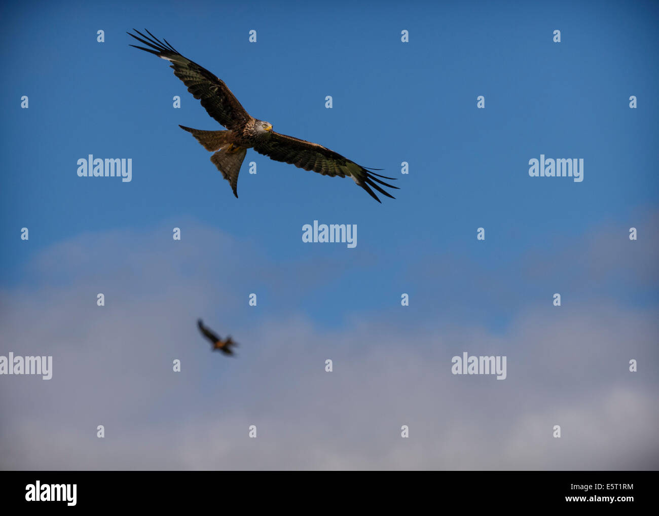 Red kite bird of prey eating hi-res stock photography and images - Alamy