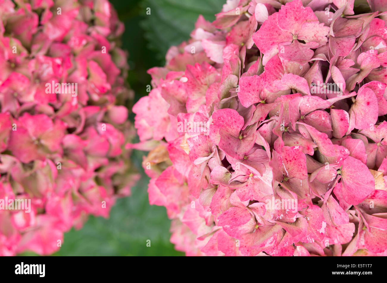 Hydrangea hortensis hi-res stock photography and images - Alamy