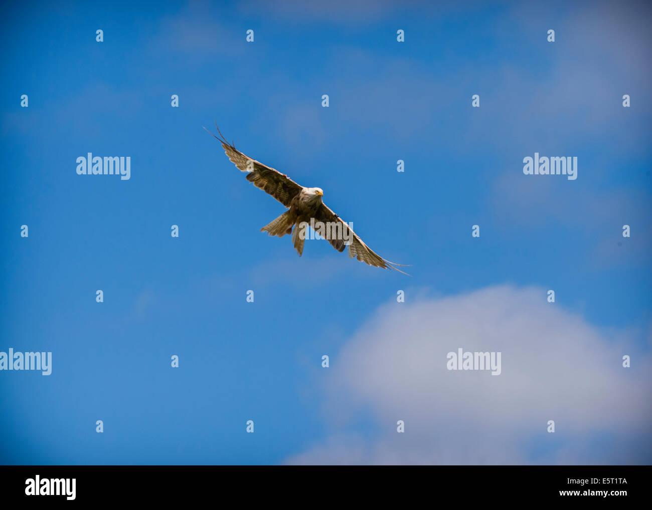 Unusual kite hi-res stock photography and images - Alamy