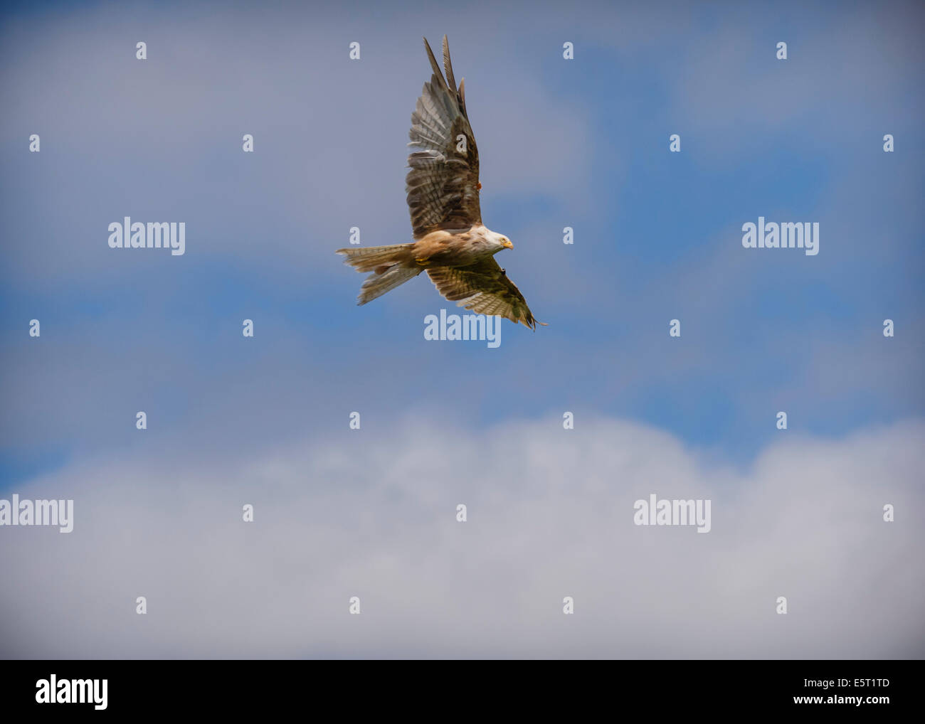Unusual kite hi-res stock photography and images - Alamy