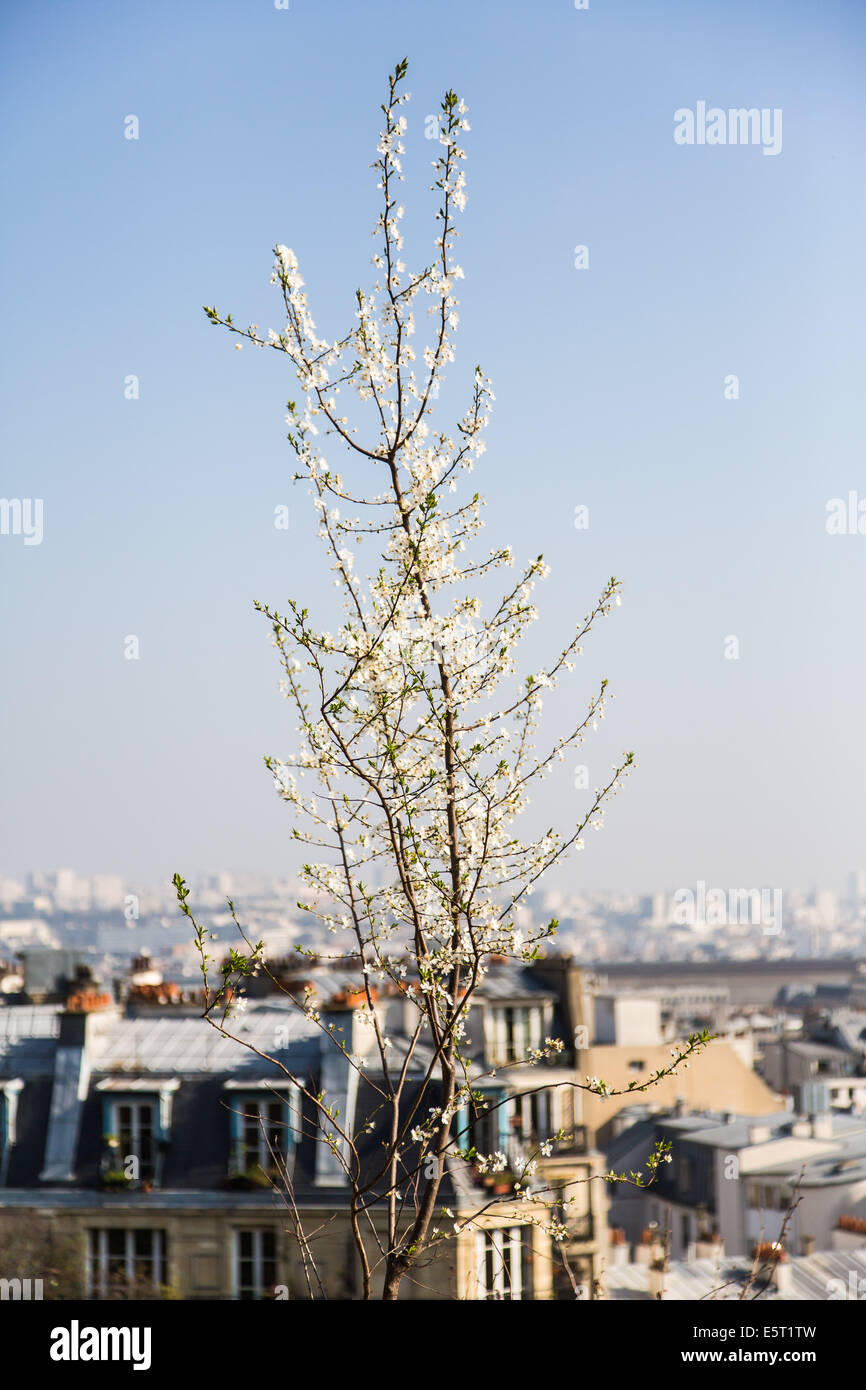 Springtime in paris hi-res stock photography and images - Alamy