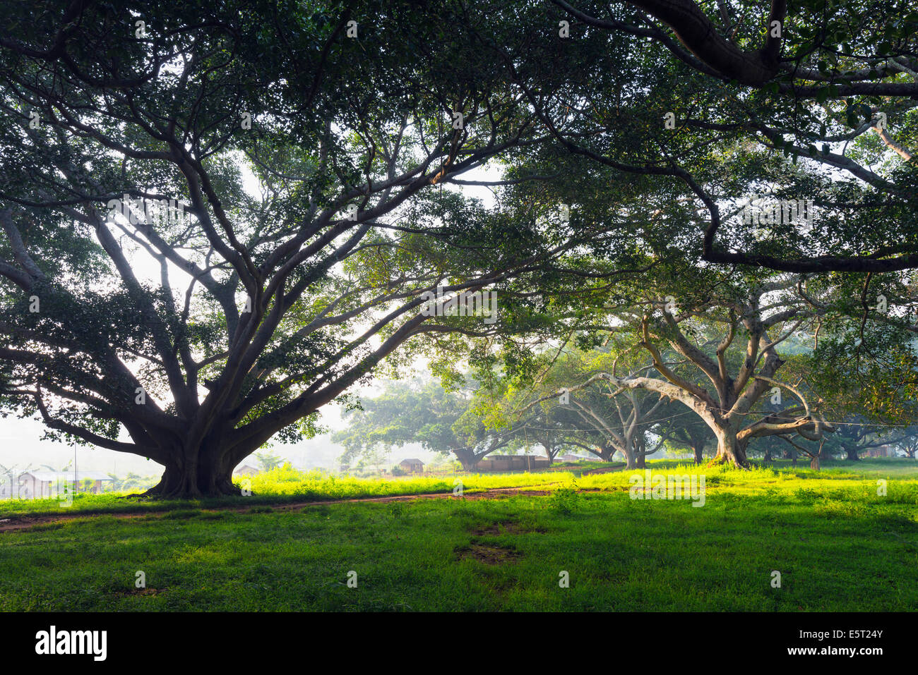 South East Asia, Myanmar, Pindaya, ancient trees Stock Photo - Alamy