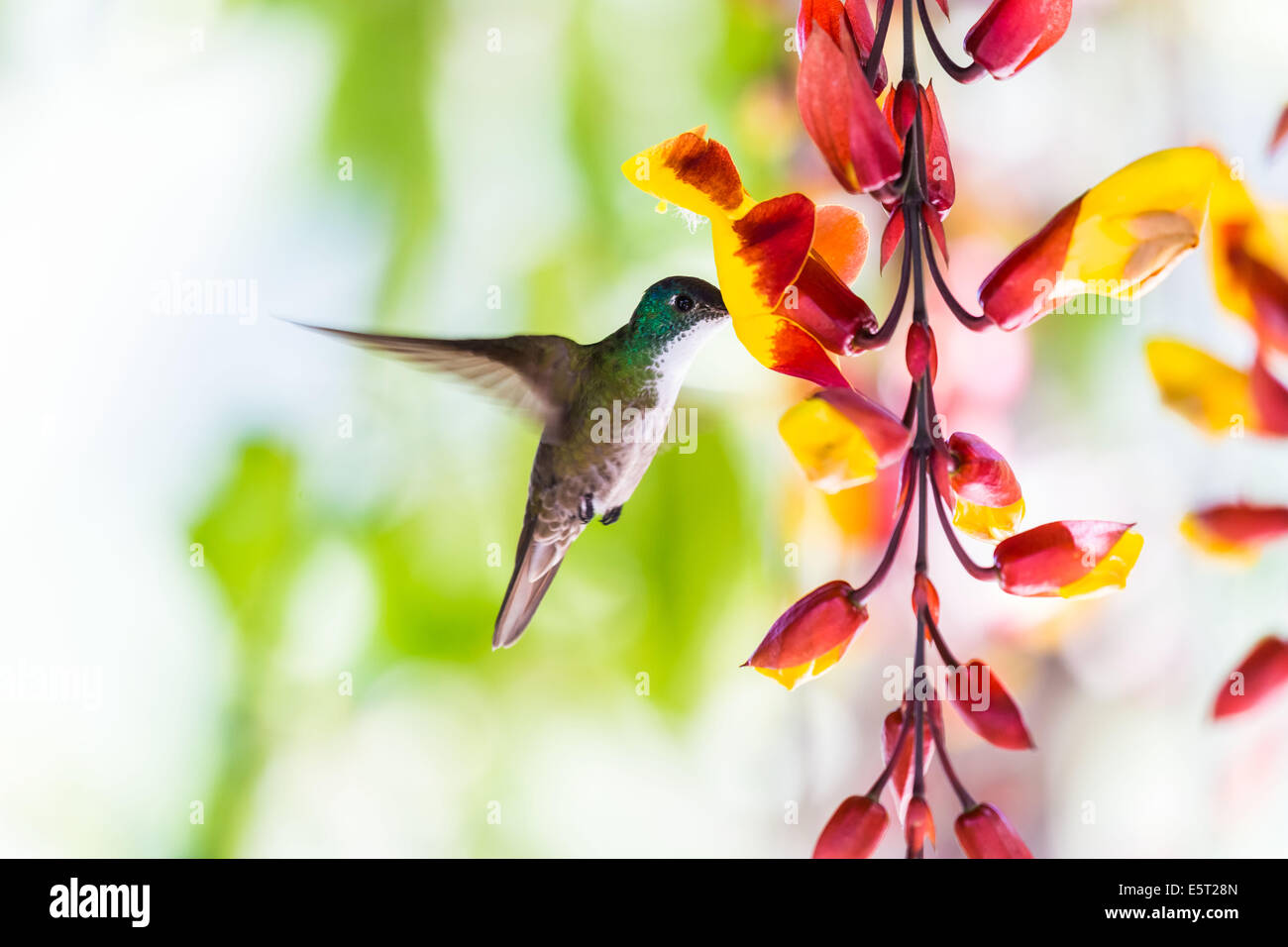 White-necked jacobin (Florisuga mellivora) hummingbird, Guatemala Stock ...