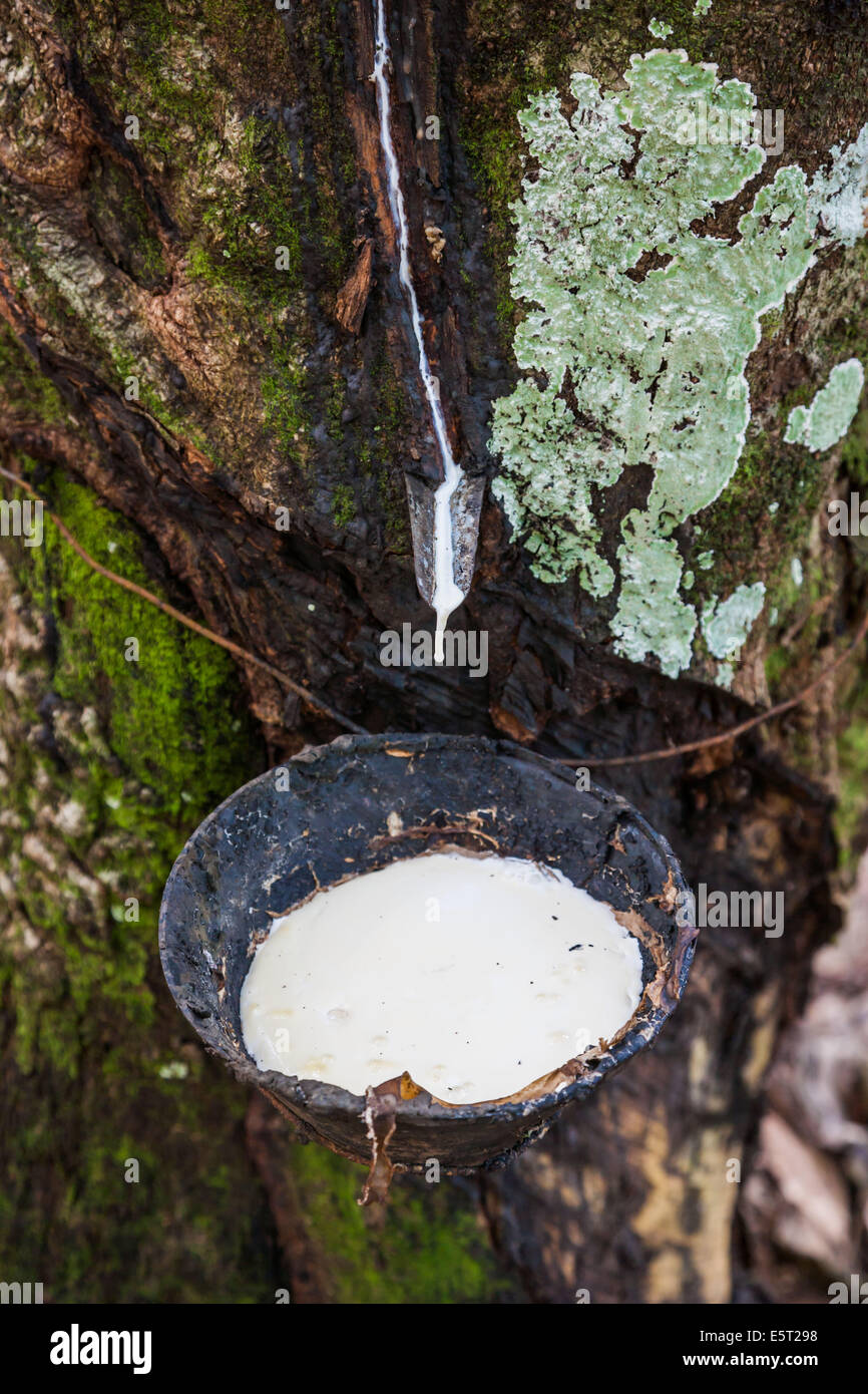 Milky Sap High Resolution Stock Photography and Images - Alamy