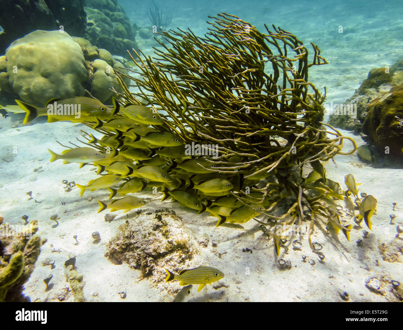 Tropical fishes bench Stock Photo - Alamy