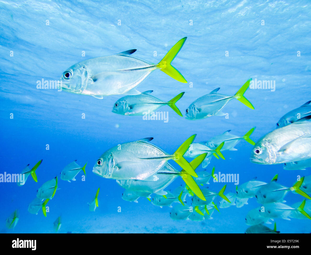 Tropical fishes bench Stock Photo - Alamy