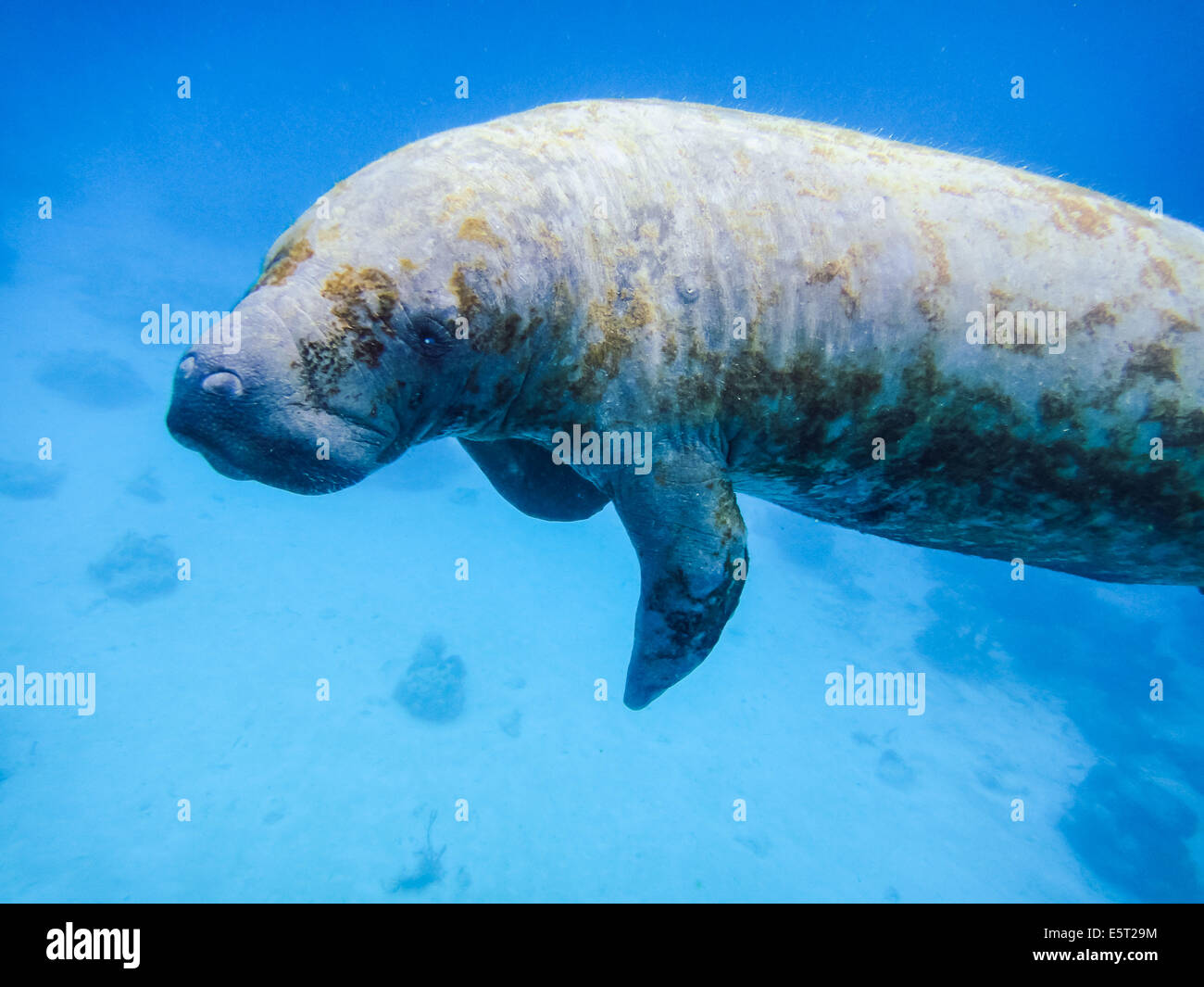 Manatee (Trichechus manatus Stock Photo - Alamy