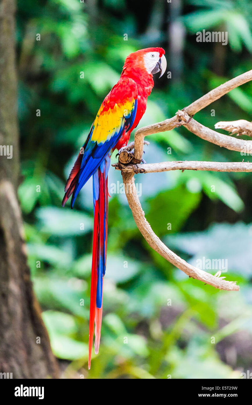Parrot scarlet macaw (Ara macao Stock Photo - Alamy