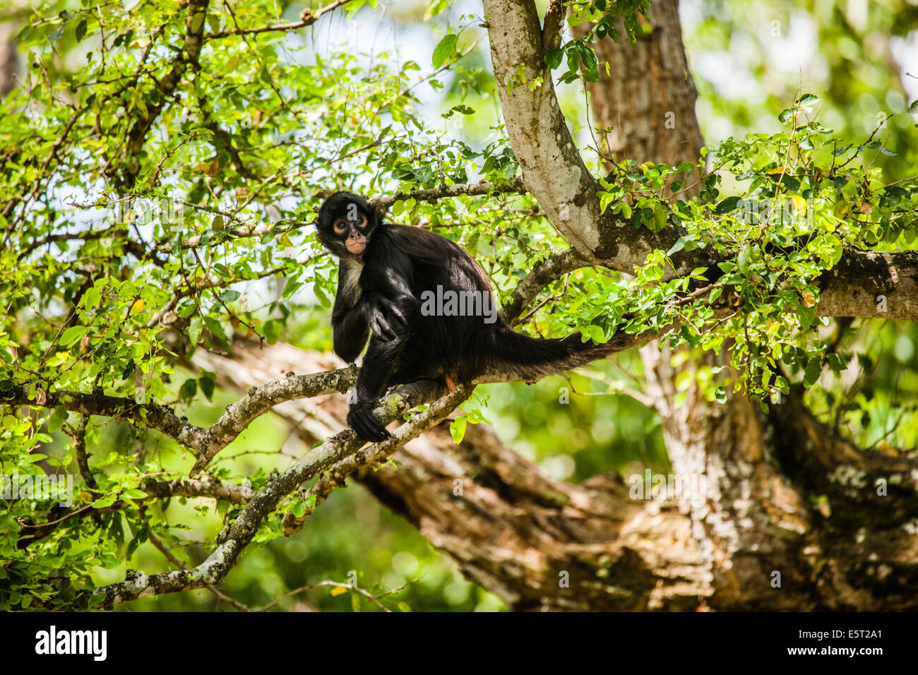 Monkey in the rainforest, Guatemala Stock Photo - Alamy