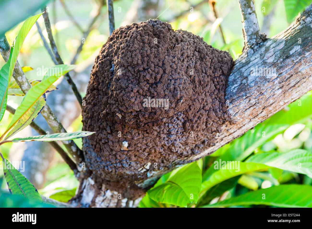 Termitary tree hi-res stock photography and images - Alamy