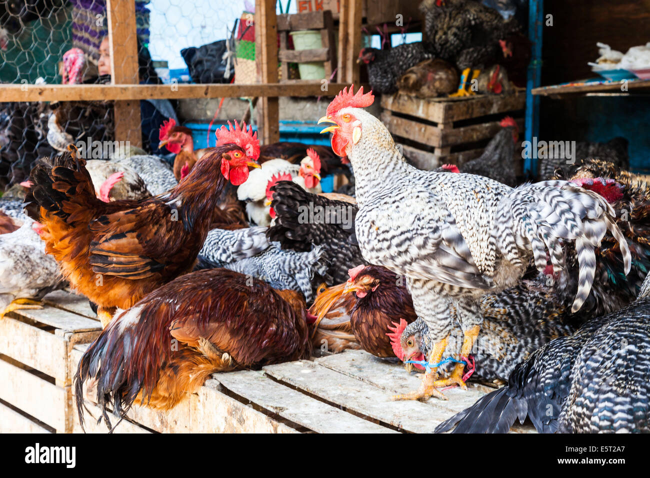 Roosters hi-res stock photography and images - Alamy