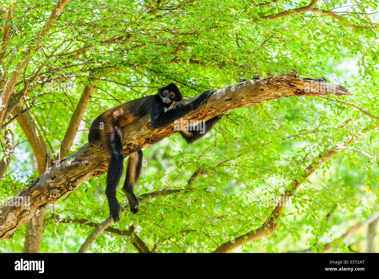 Monkey in the rainforest, Guatemala Stock Photo - Alamy