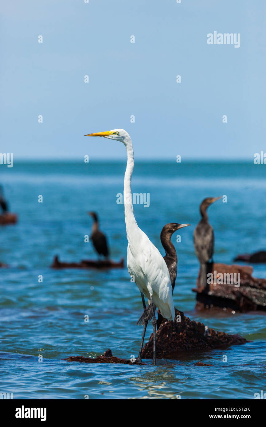 Animal crest hi-res stock photography and images - Alamy