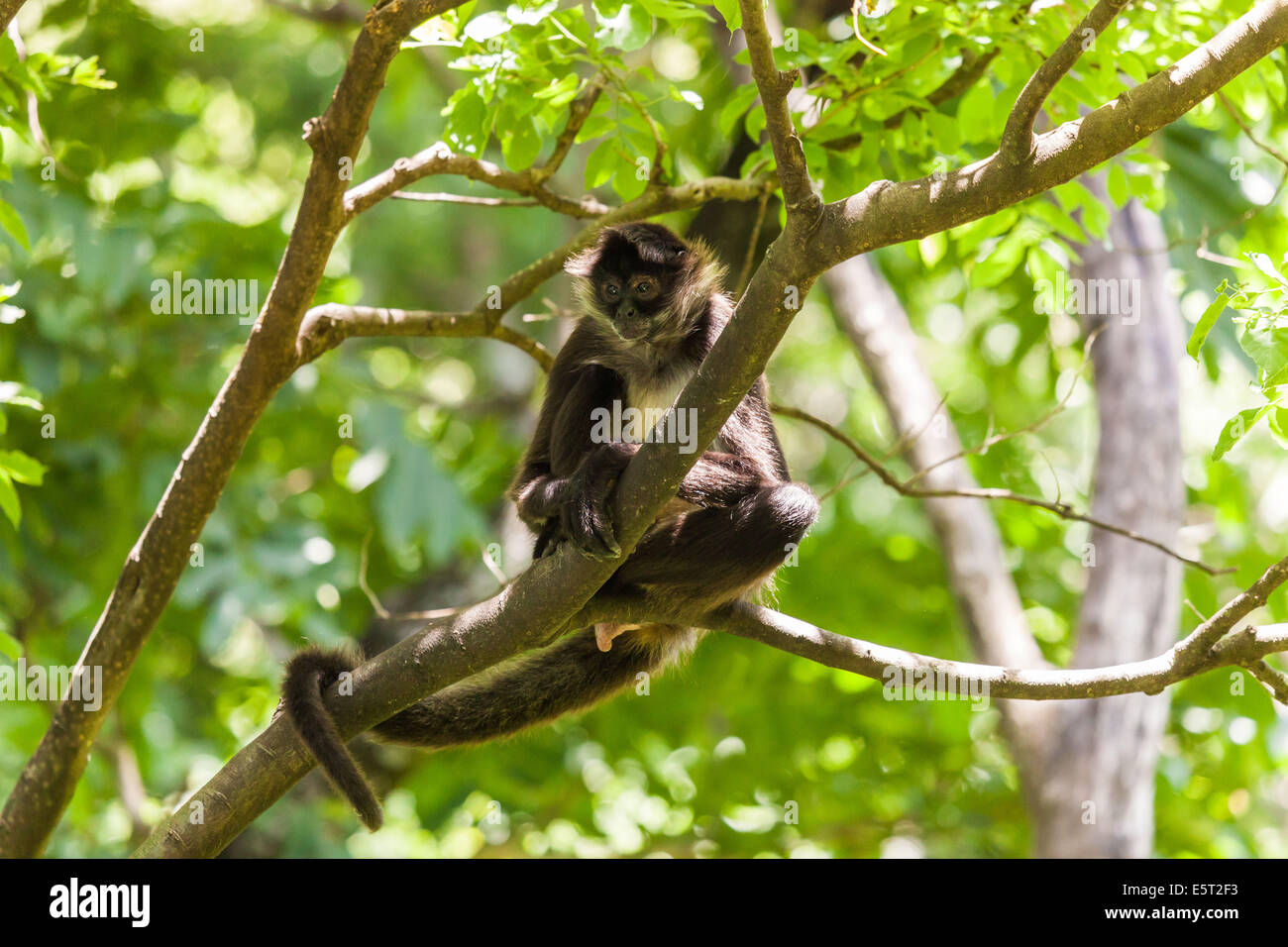 Monkey in the rainforest, Guatemala Stock Photo - Alamy