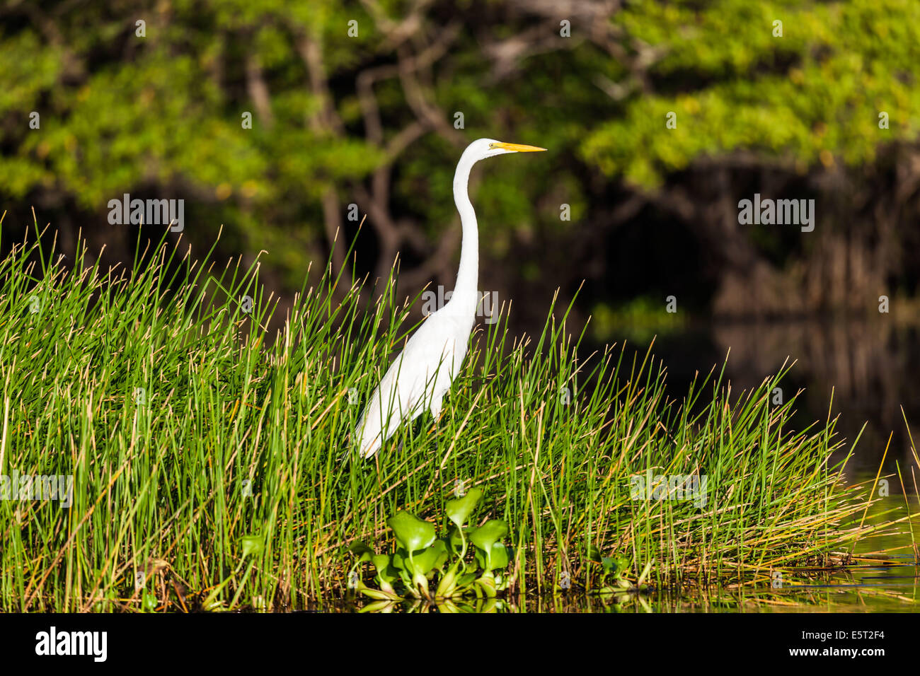 Animal crest hi-res stock photography and images - Alamy