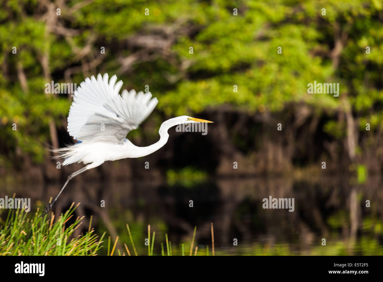 Animal crest hi-res stock photography and images - Alamy