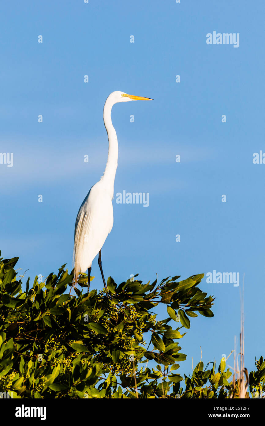 Animal crest hi-res stock photography and images - Alamy