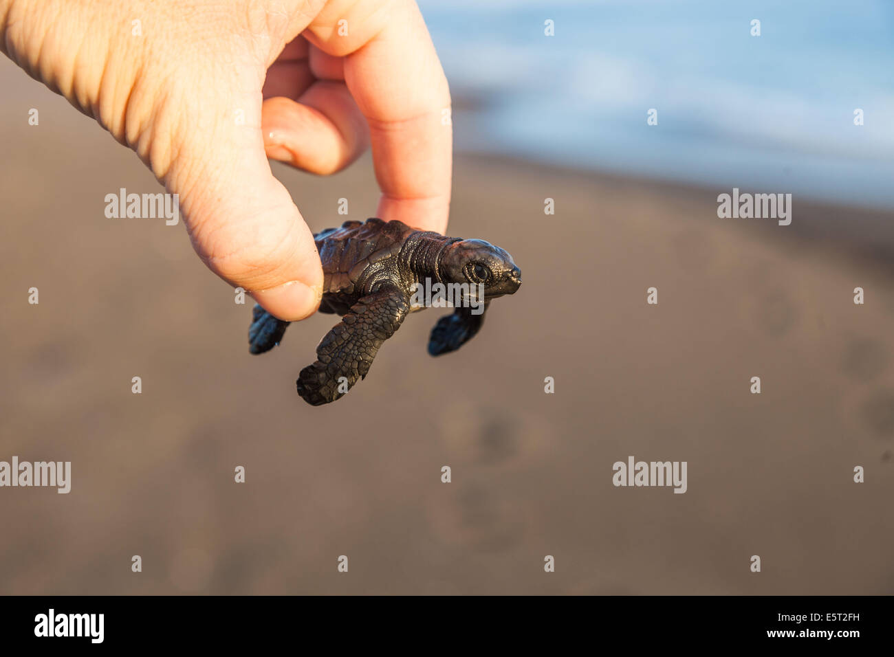 Young turtle on a Pacific beach Stock Photo - Alamy