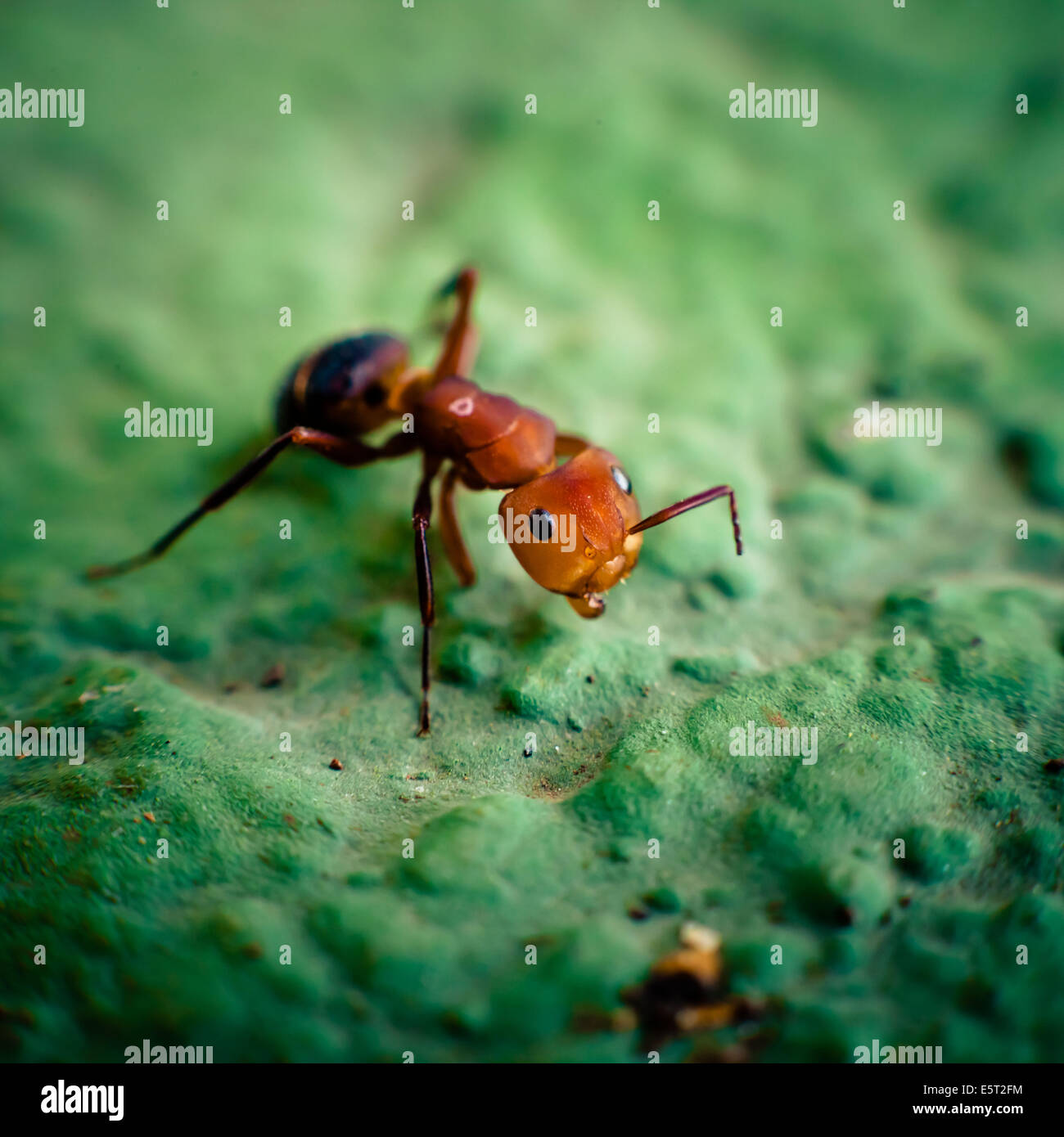 Wood ant (Formica sp Stock Photo - Alamy