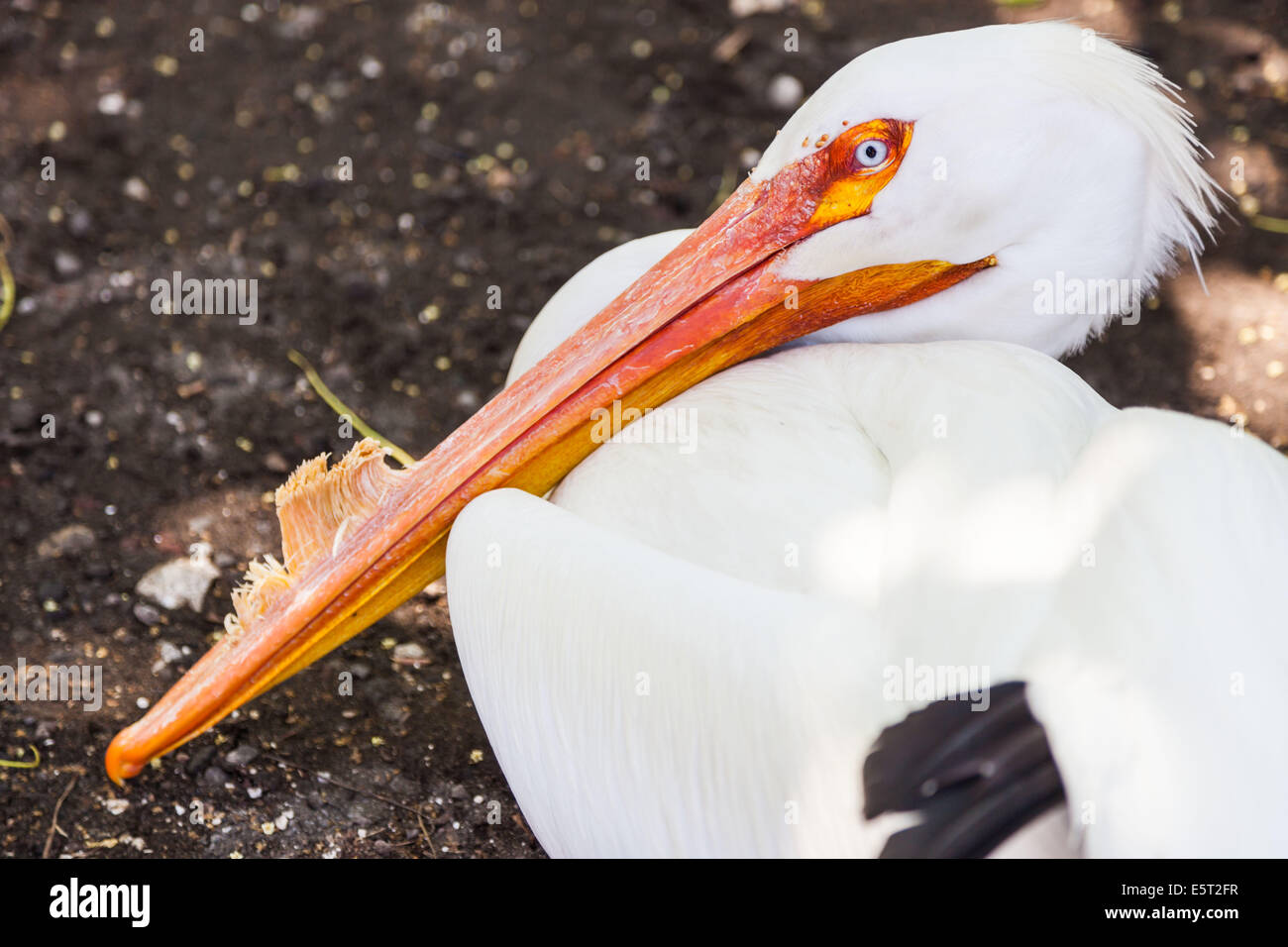 White pelican (Pelecanus onocrotalus Stock Photo - Alamy