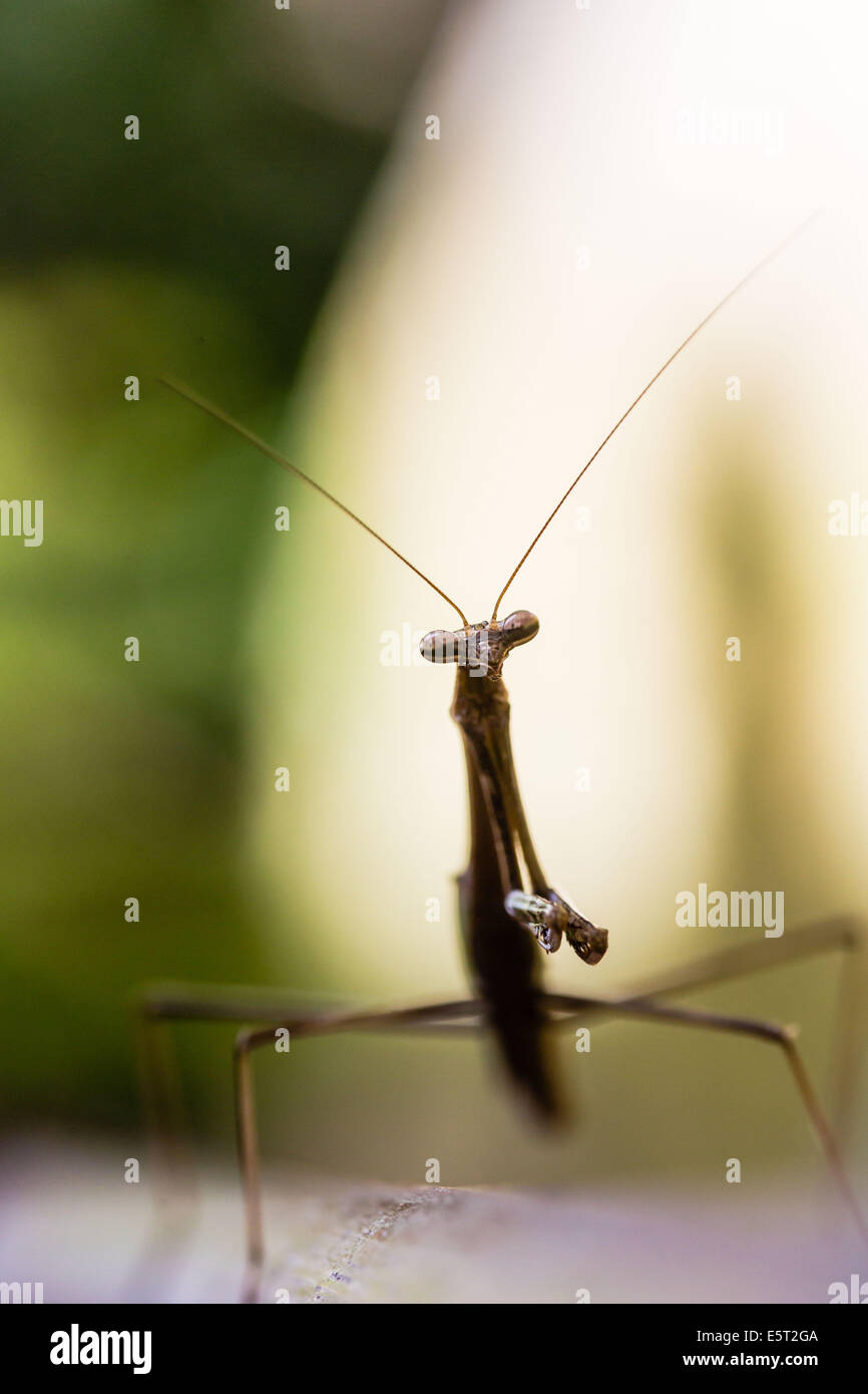 Praying animal hi-res stock photography and images - Alamy