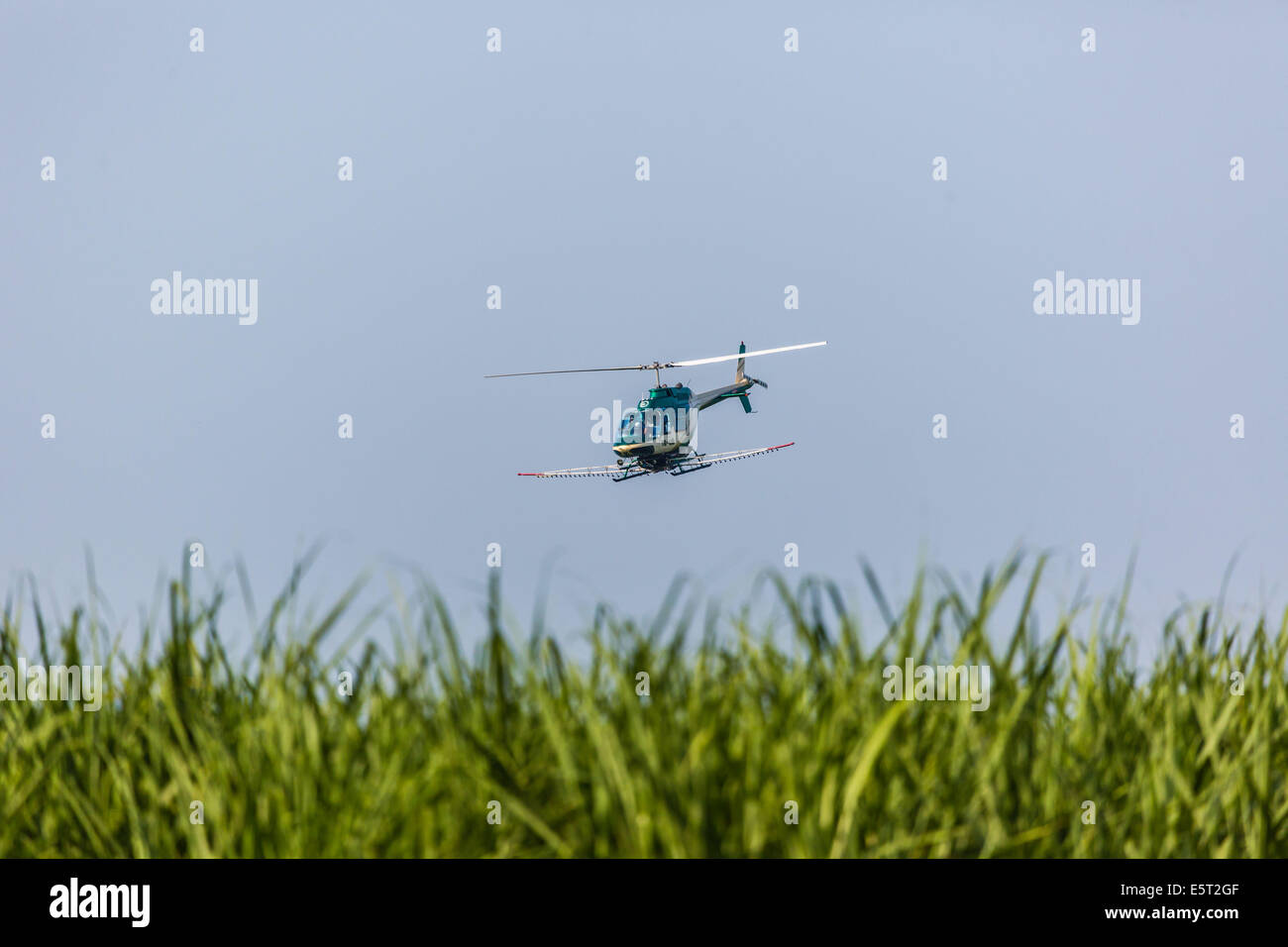 Helicopter applying fungicide or pesticide to a field, Crop spraying ...