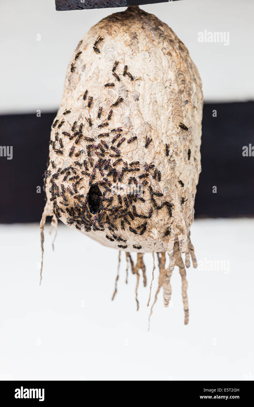 Flying ants nest hi-res stock photography and images - Alamy