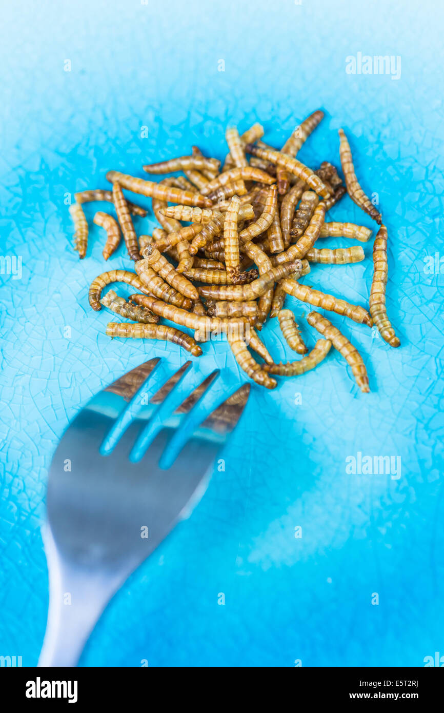 Larvae mealworms hi-res stock photography and images - Alamy