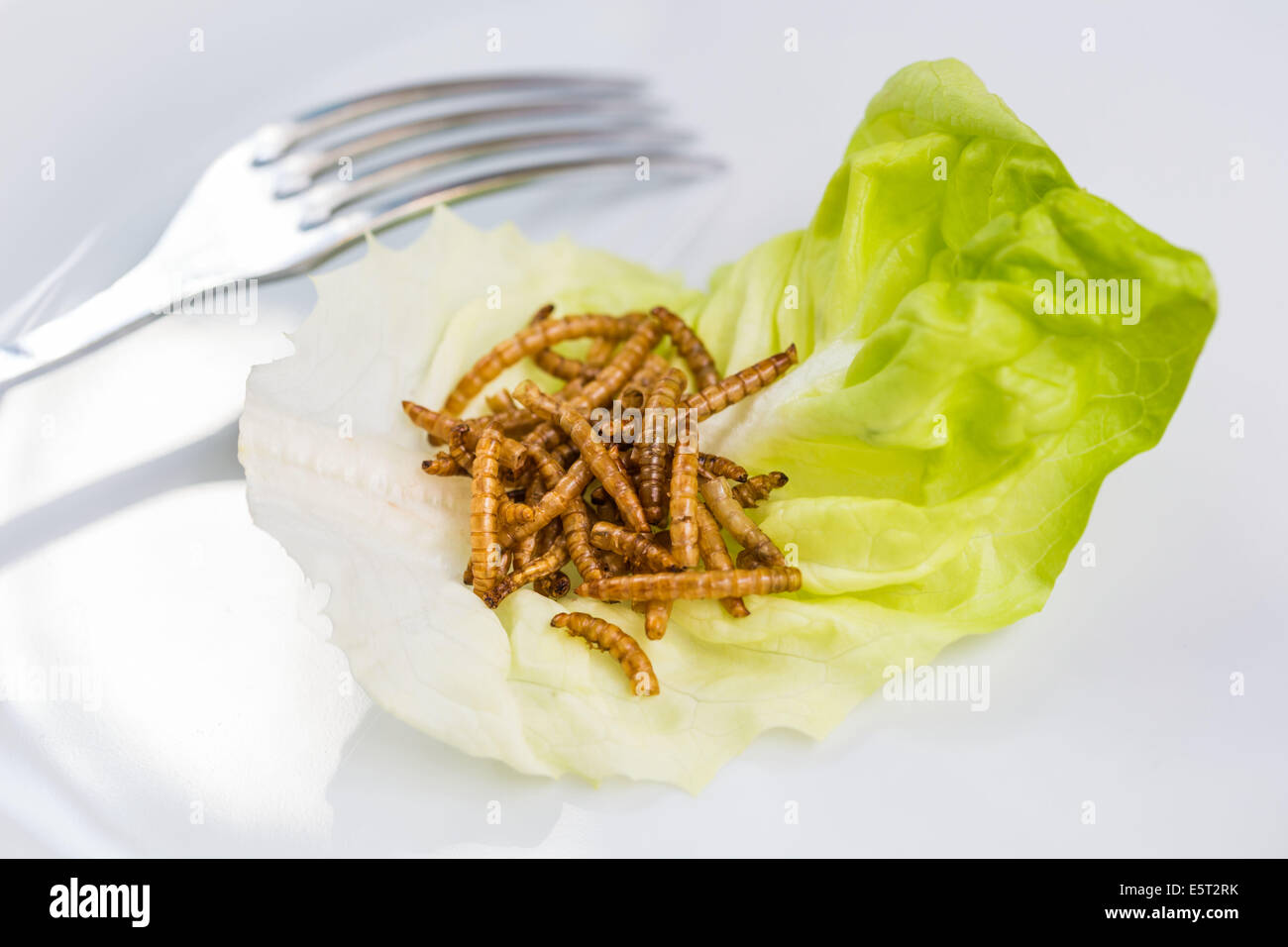 Larvae mealworms hi-res stock photography and images - Alamy