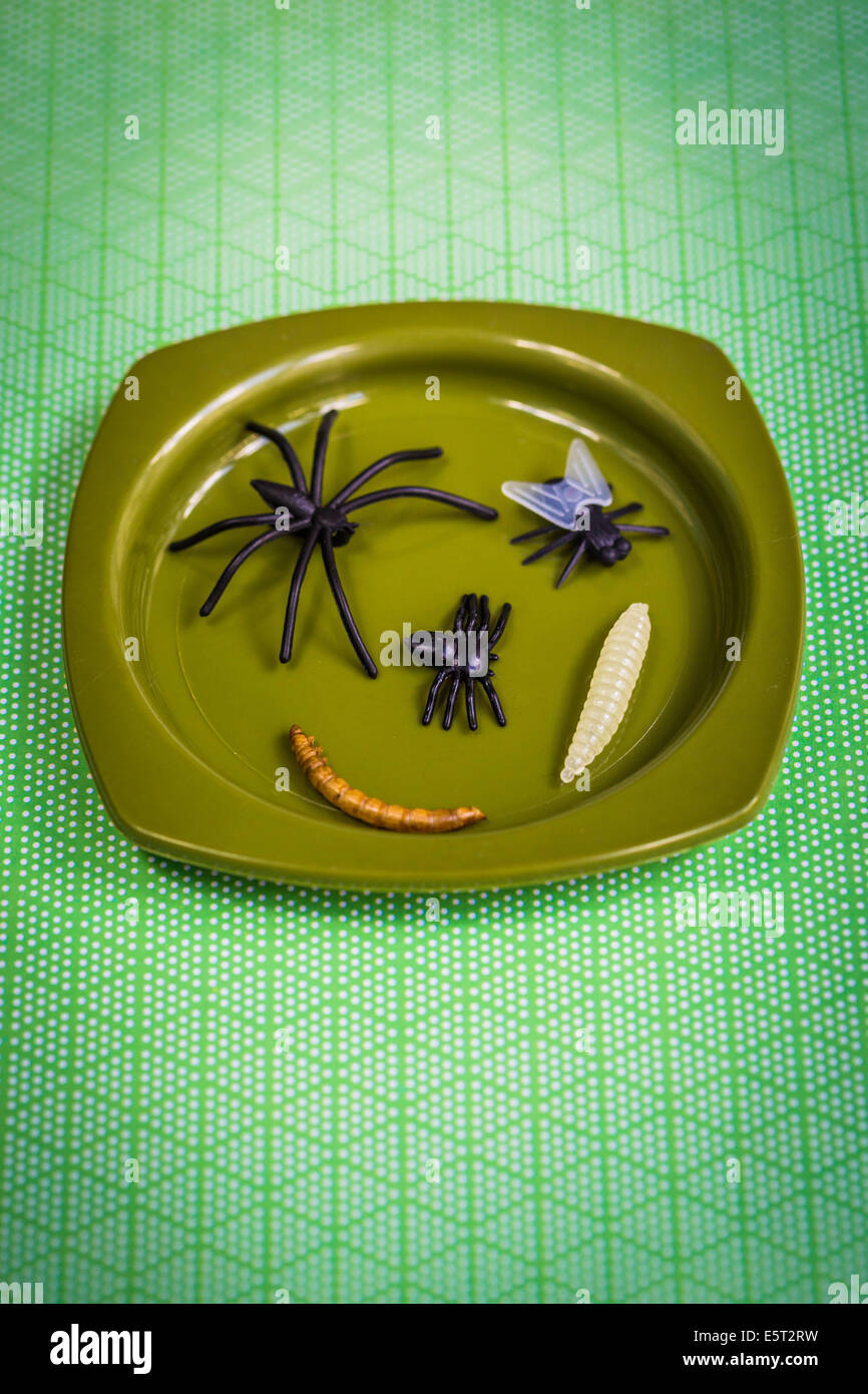 Insects plate hi-res stock photography and images - Alamy