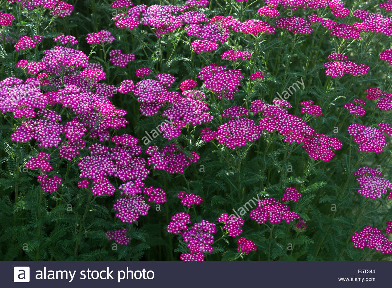 Yarrow Stock Photos & Yarrow Stock Images - Alamy