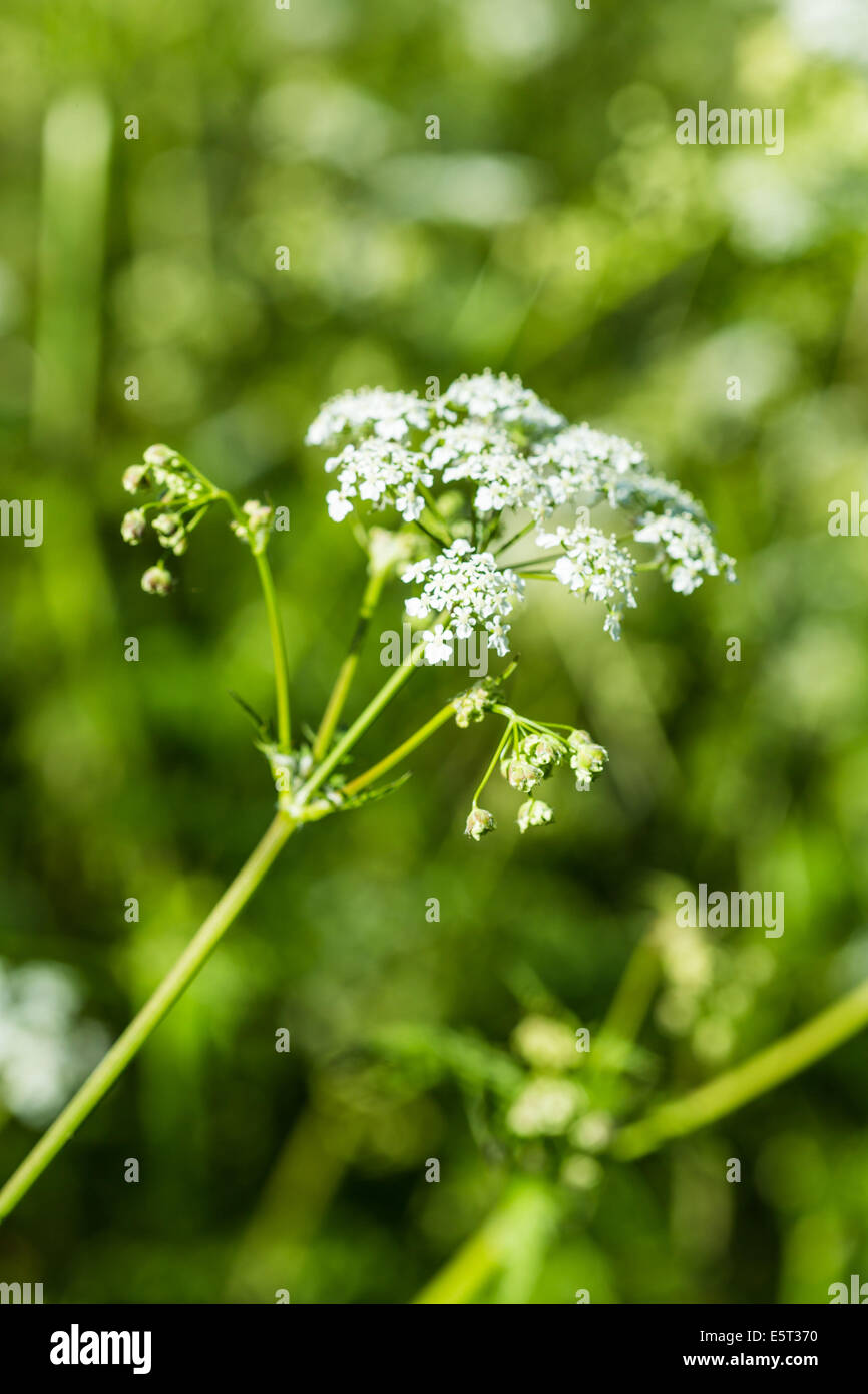 Great spotted hemlock (Conium maculatum L Stock Photo - Alamy