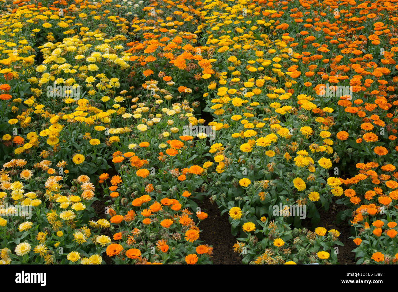 Calendula officinalis. Varieties of Pot marigold flowers in an English ...
