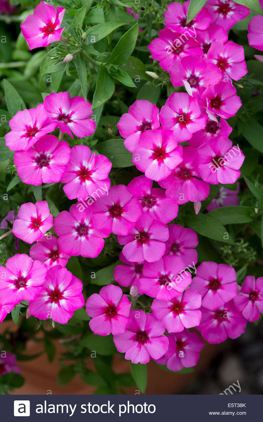 Phlox Drummondii Stock Photos & Phlox Drummondii Stock Images - Alamy