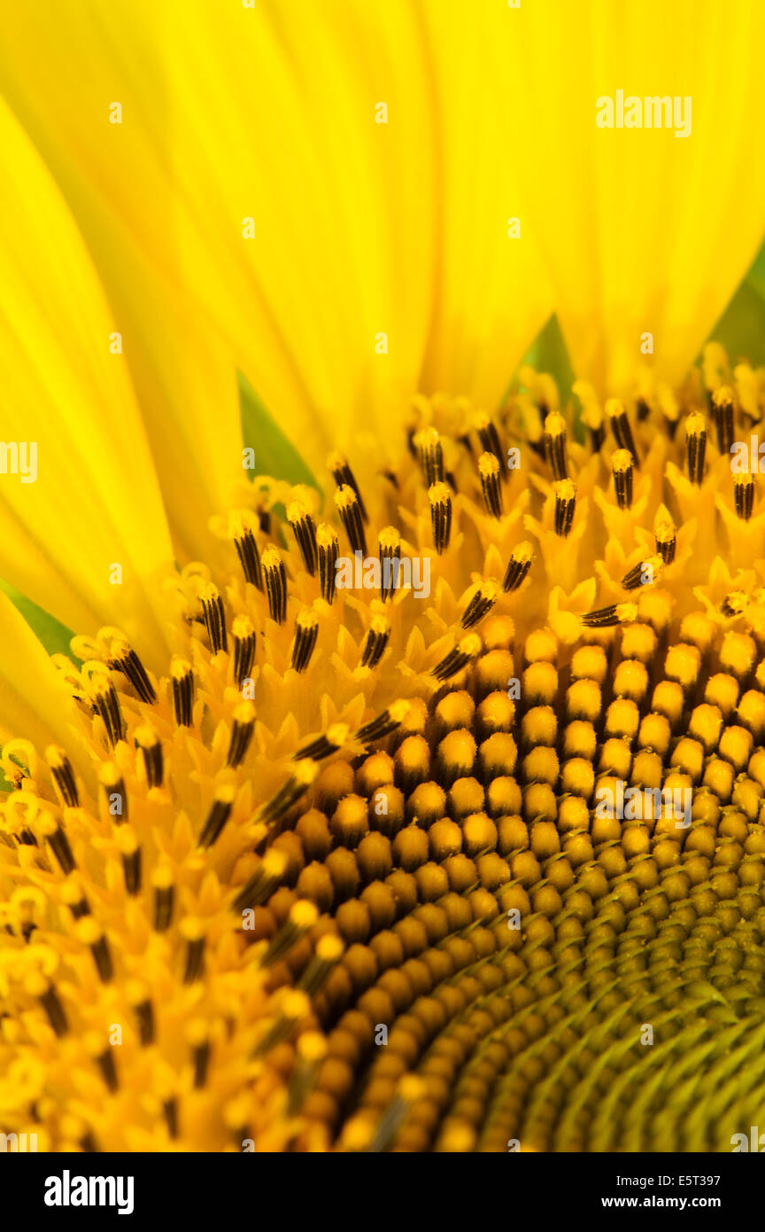 Sunflower flower head growth hi-res stock photography and images - Alamy