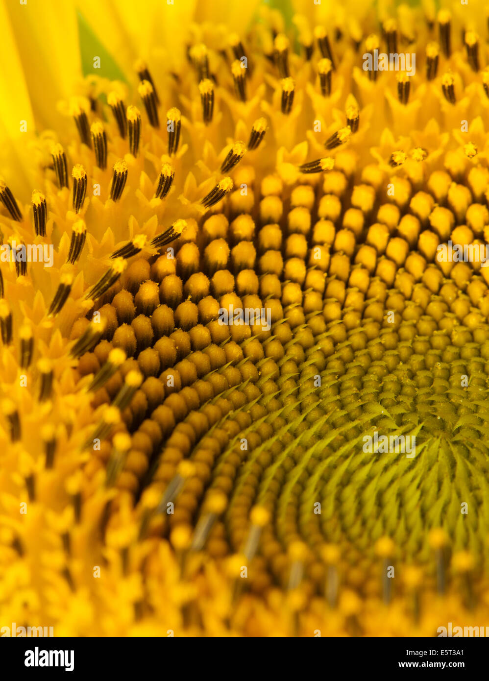 Pollen pattern hi-res stock photography and images - Alamy