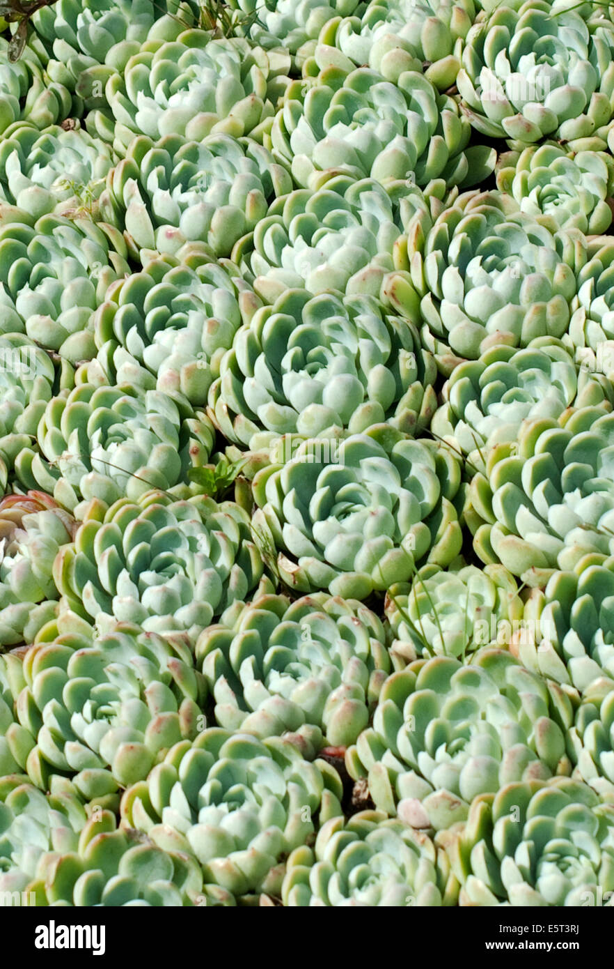 graphic image of the pattern created by close planting of sedum plants ...