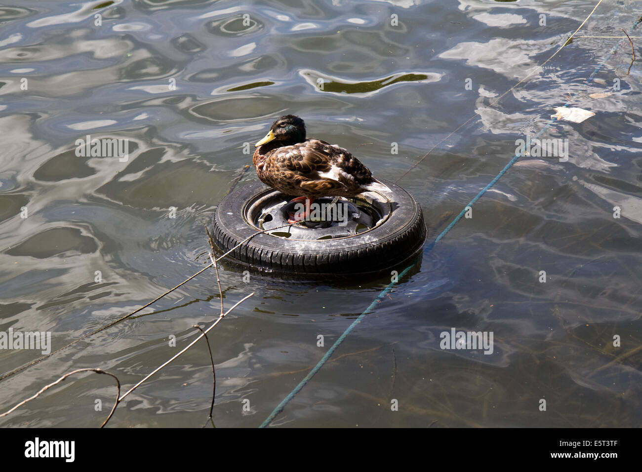 A duck sits on a floating tyre on the River Thames near Kingston Stock ...
