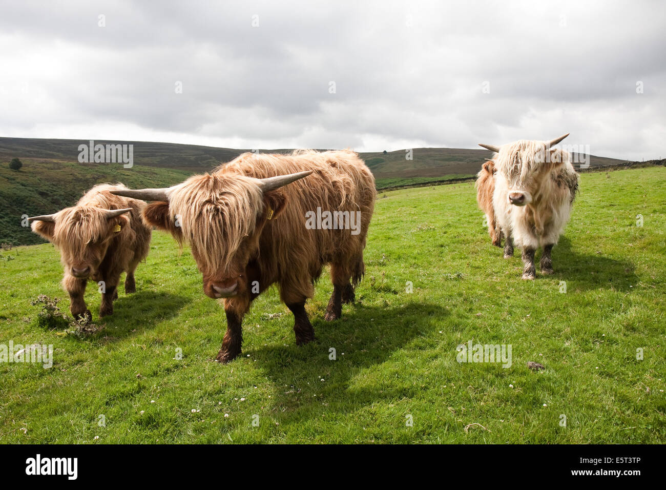Highland cow walking uk hi-res stock photography and images - Alamy