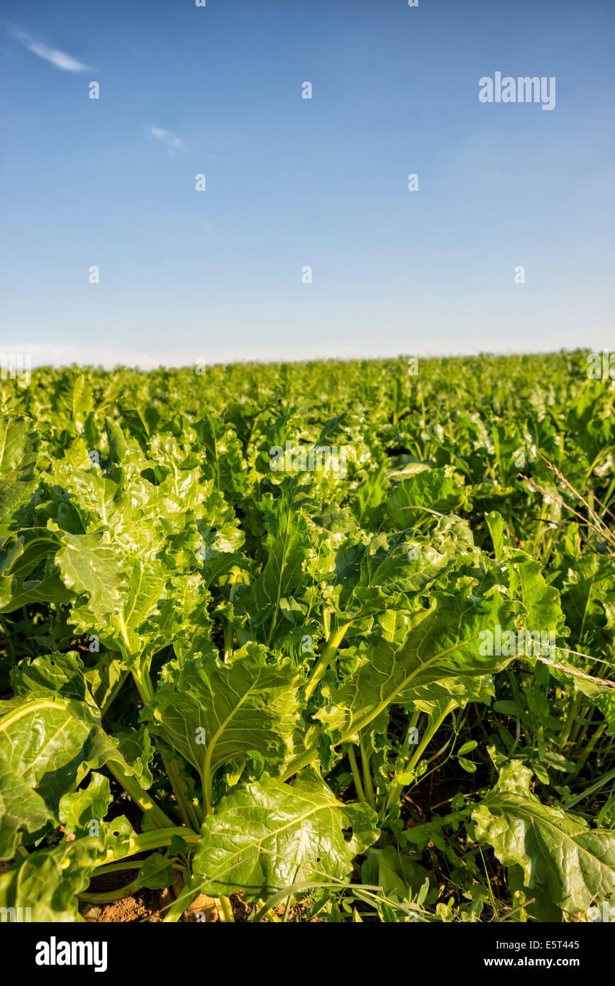 Field of sugar beets Stock Photo - Alamy