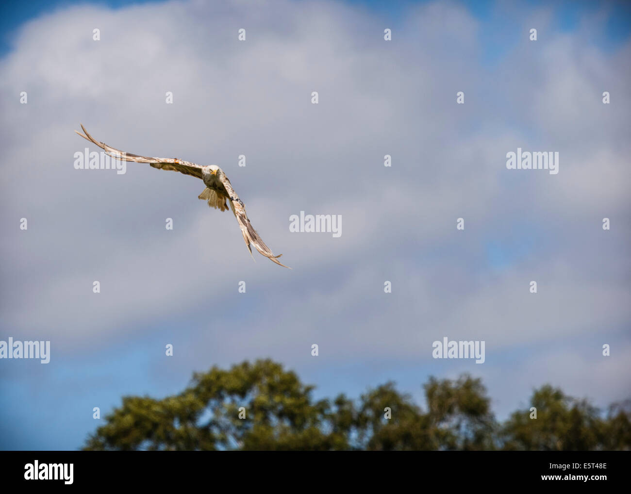 Unusual kite hi-res stock photography and images - Alamy