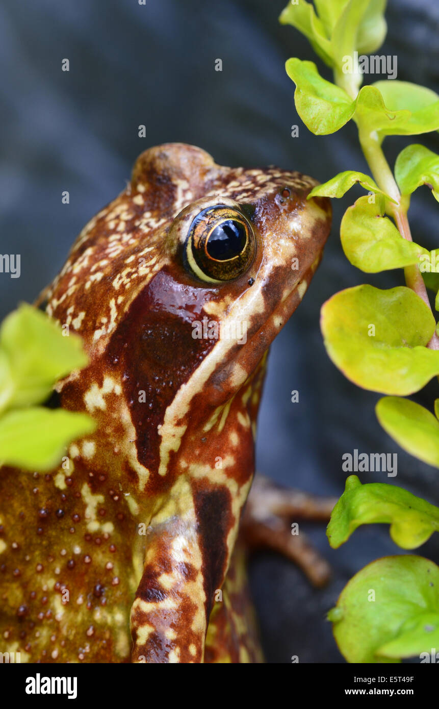 Closeup of Common European Frog Stock Photo - Alamy