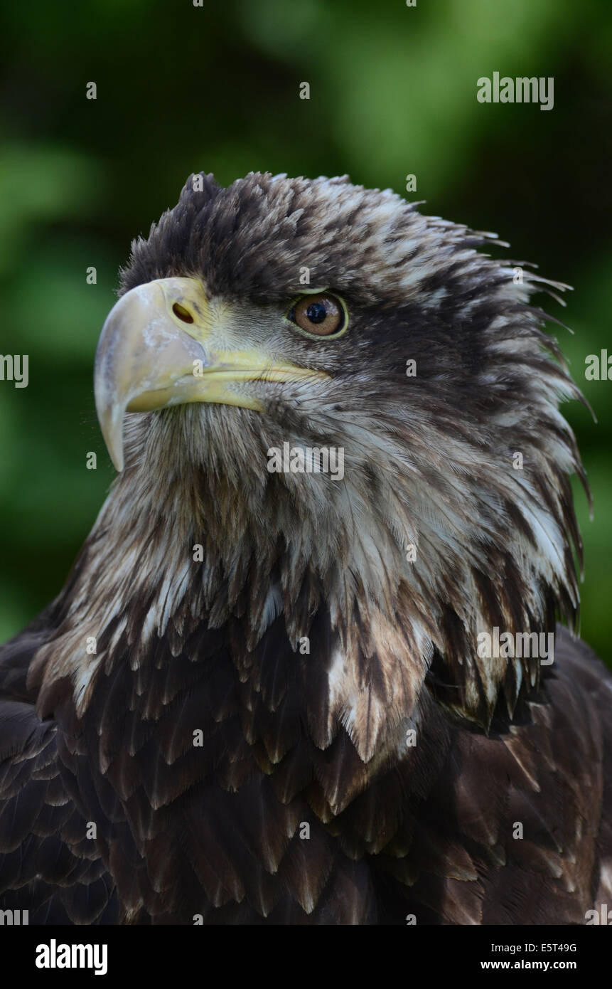 Juvenile golden eagle hi-res stock photography and images - Alamy