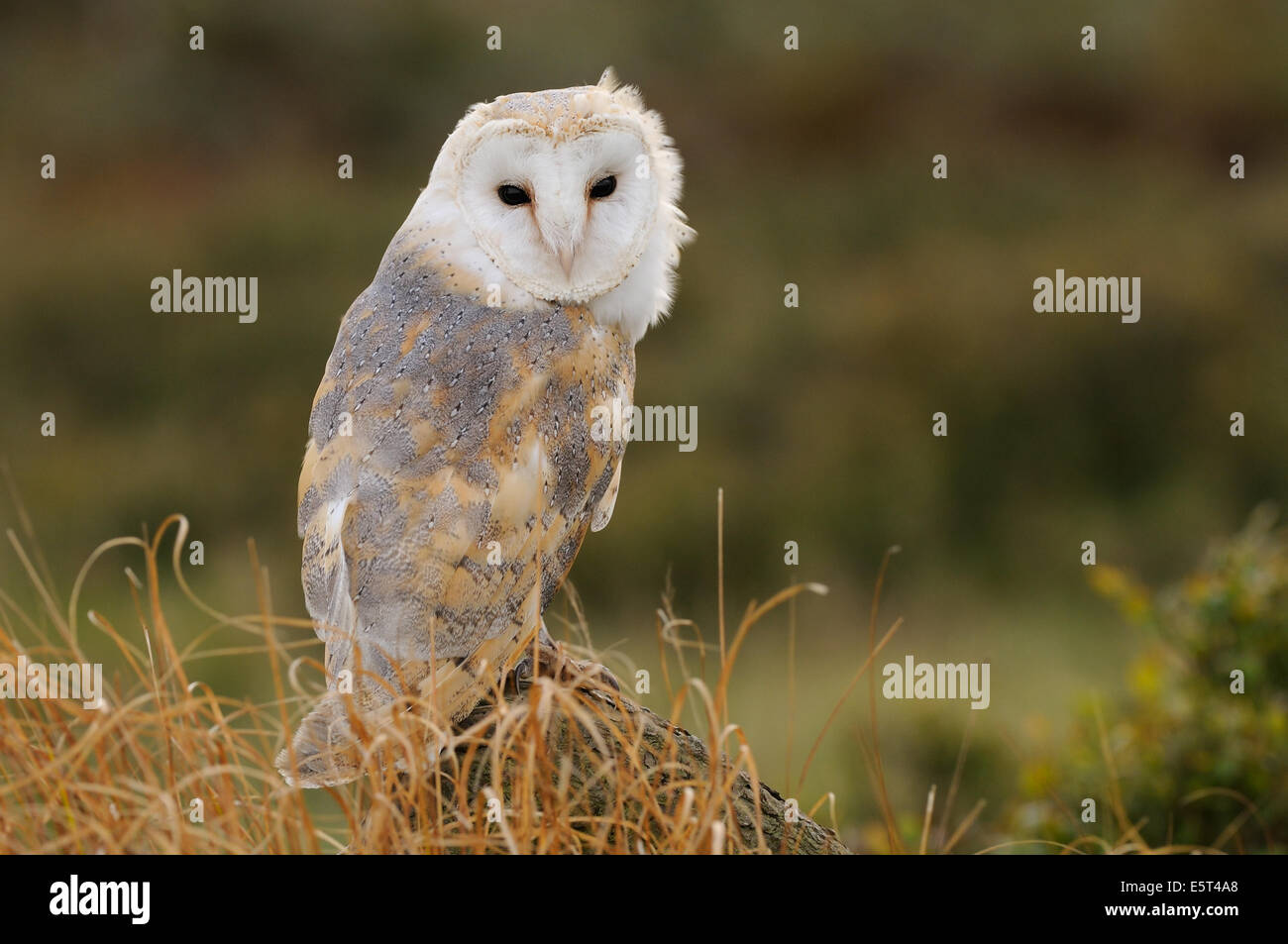 Barn Owl photographed n the middle of autumn colored vegetation at a ...