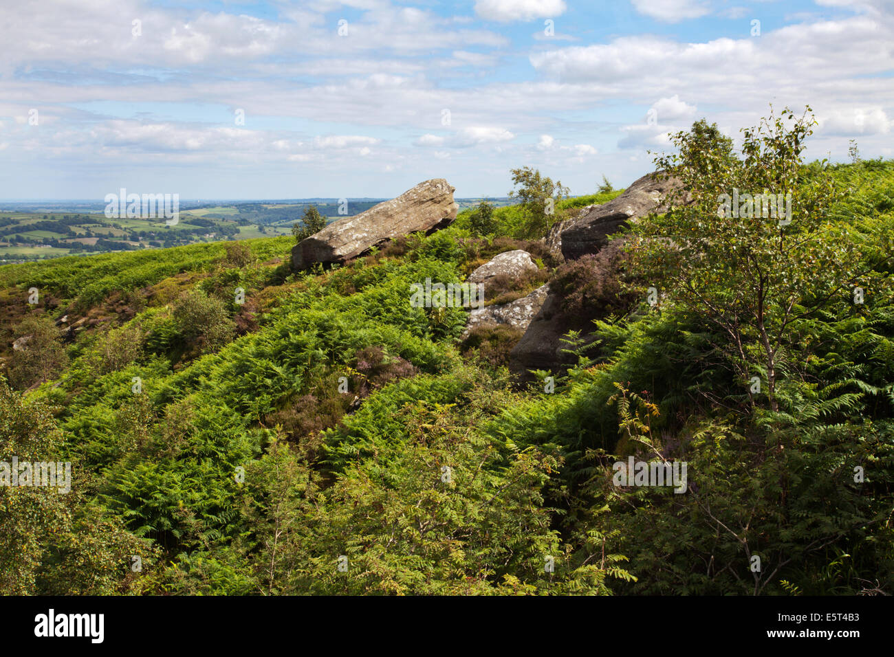 Bracken boulders ferns green hi-res stock photography and images - Alamy