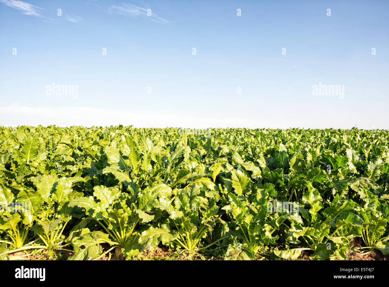 Sugar beets hi-res stock photography and images - Alamy