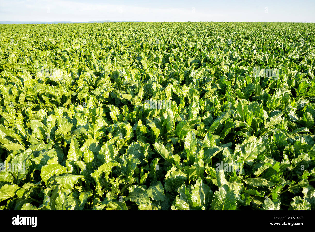 Field of sugar beets Stock Photo - Alamy